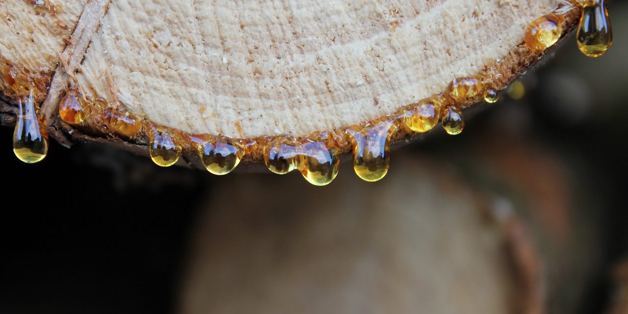 Cómo se transformó la resina de los árboles en Ámbar Báltico - Joyas ...